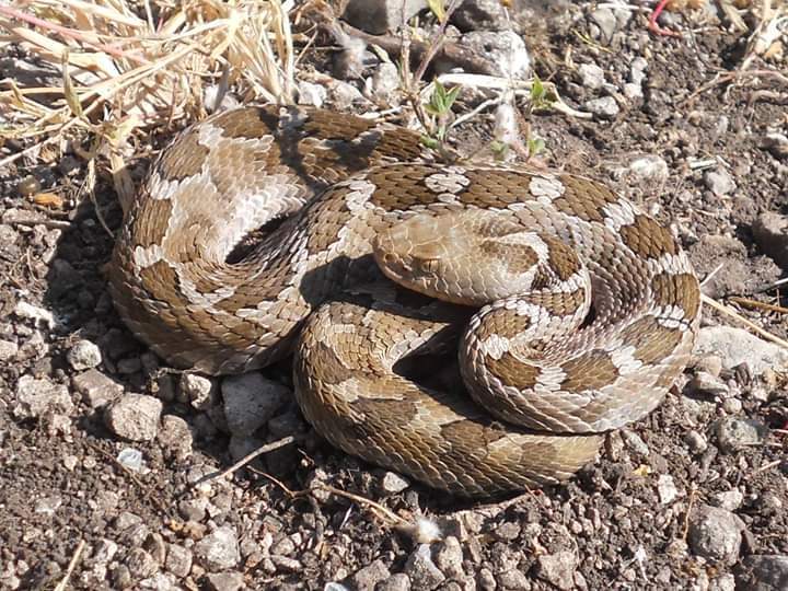 Mexican Pygmy Rattlesnake from América, Tehuacán, Pue., México on July ...