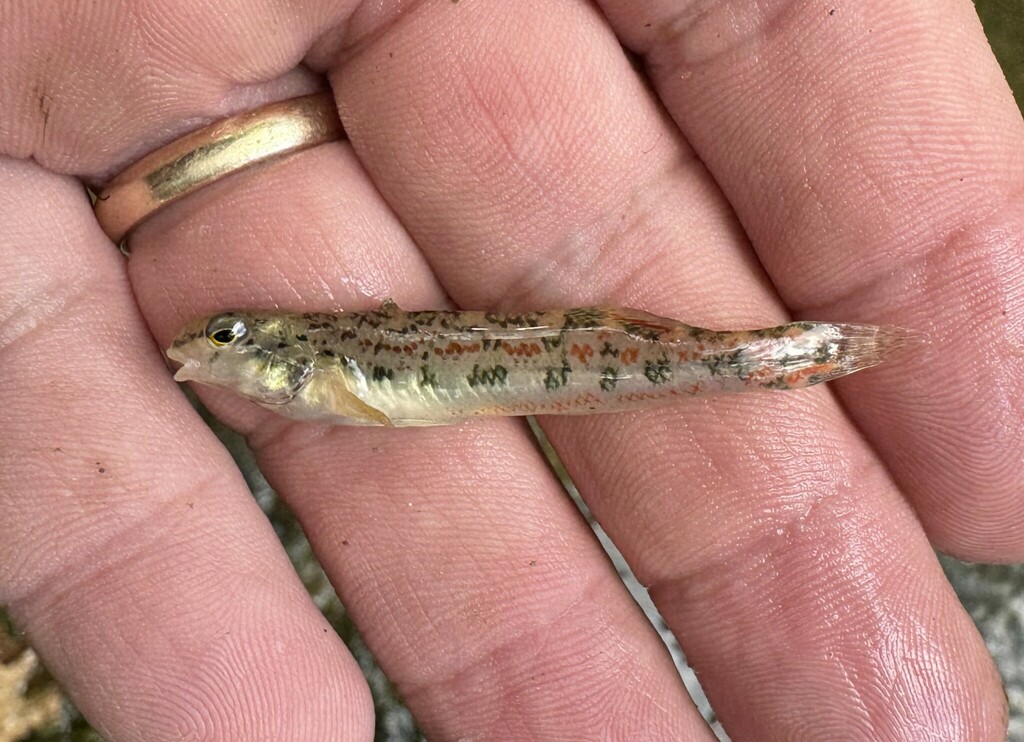 Alabama Darter from Chaney Creek, Co. Rd. 3, Dallas County, AL, USA on ...