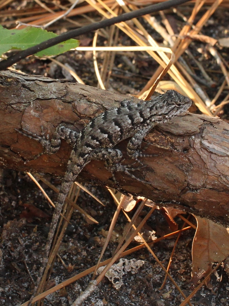 Eastern Fence Lizard from Lexington, SC 29073, USA on October 13, 2024 ...