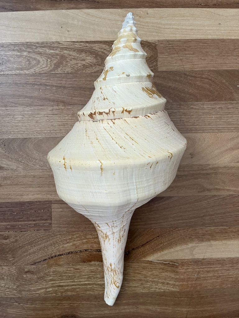 Australian Trumpet from Perth WA, Australia on October 13, 2024 at 03: ...