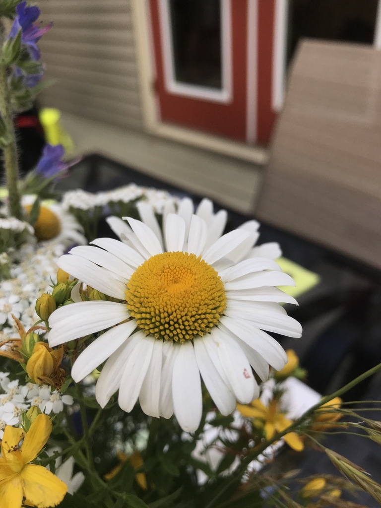 oxeye daisy from 3195 County Road 3, Leeds and the Thousand Islands, ON ...