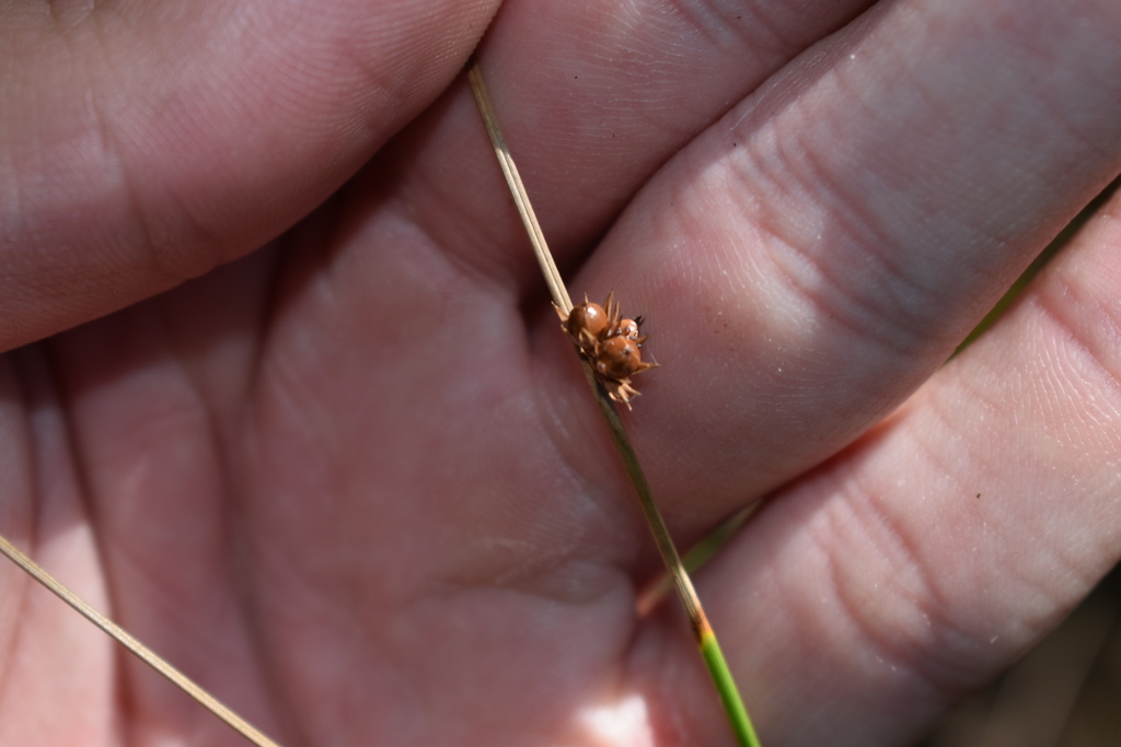 Leathery Rush in October 2024 by Liszak Kristály · iNaturalist