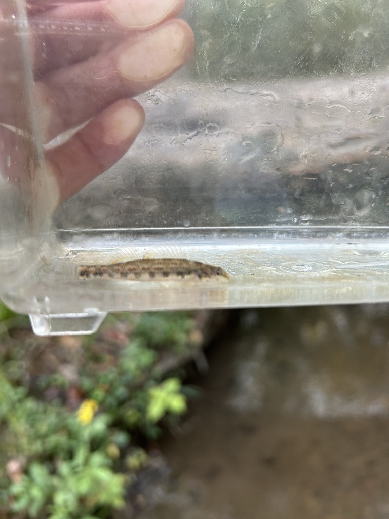 Alabama Darter from Schultz Springs Rd, West Blocton, AL, US on October ...
