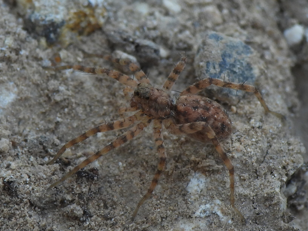 Thin-legged Wolf Spiders from Scurry County, TX, USA on October 12 ...