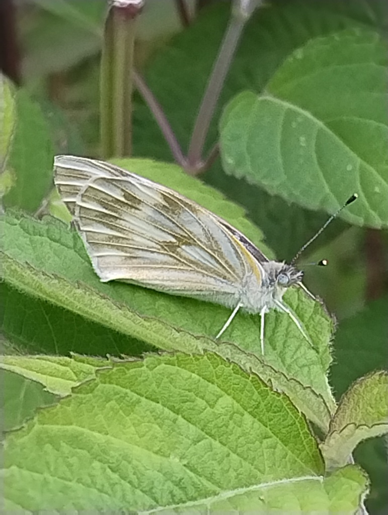 Butterflies and Moths from San Miguel Ajusco, CDMX, México on October 5 ...