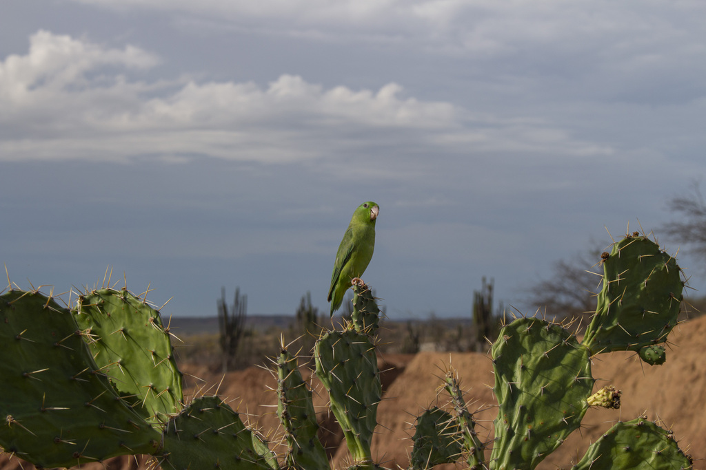 Perico de anteojos desde Villavieja, Huila, Colombia el 04 de octubre ...