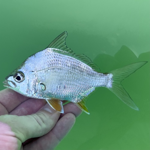 Mojarra de estero (Diapterus rhombeus)