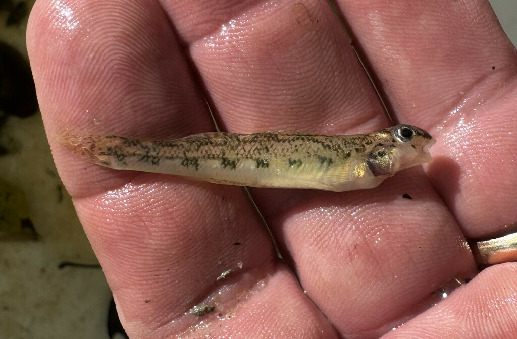 Alabama Darter from Chaney Creek, Co. Rd. 3, Dallas County, AL, USA on ...