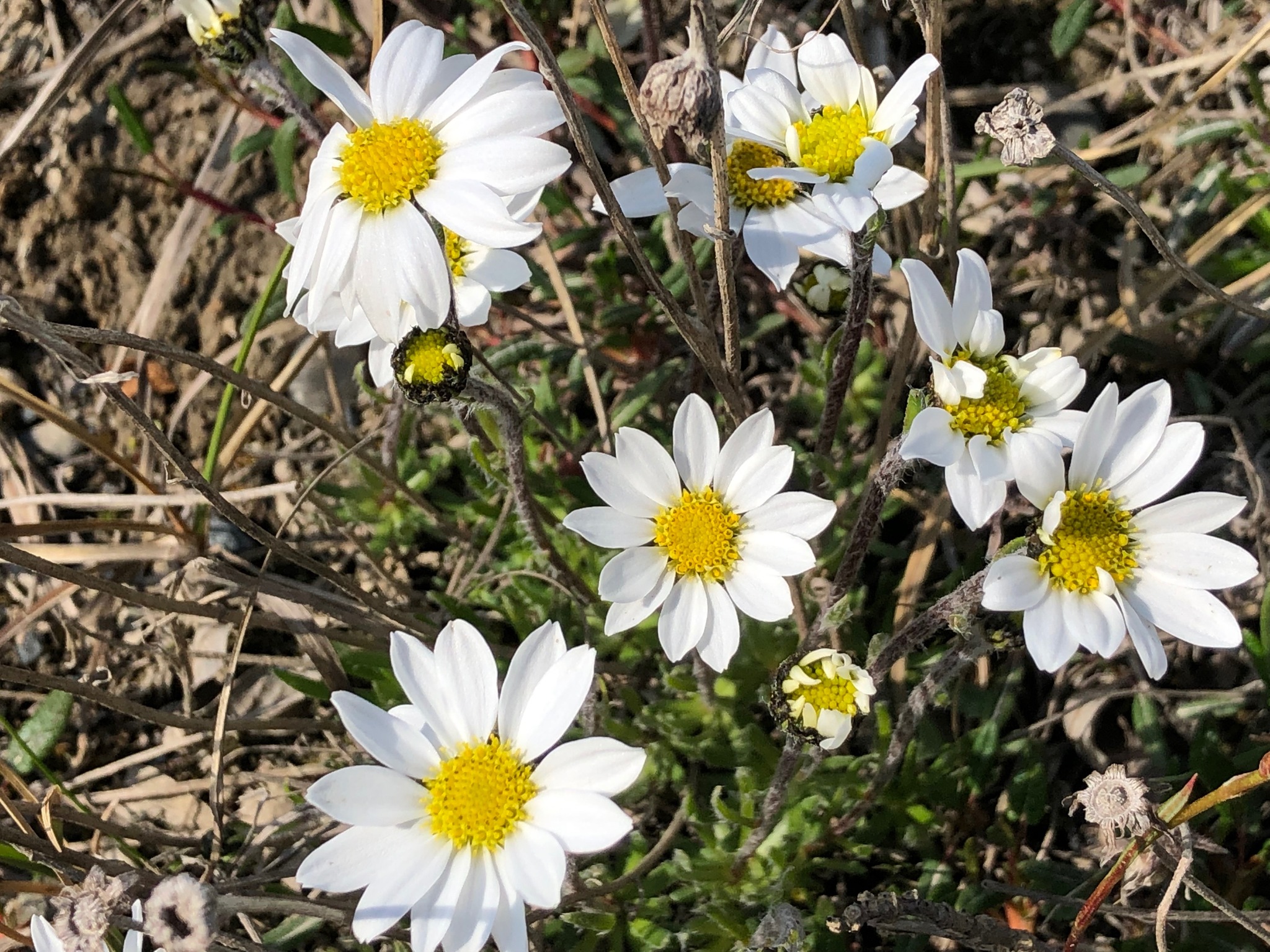 Arctanthemum integrifolium (Richards.) Tzvelev