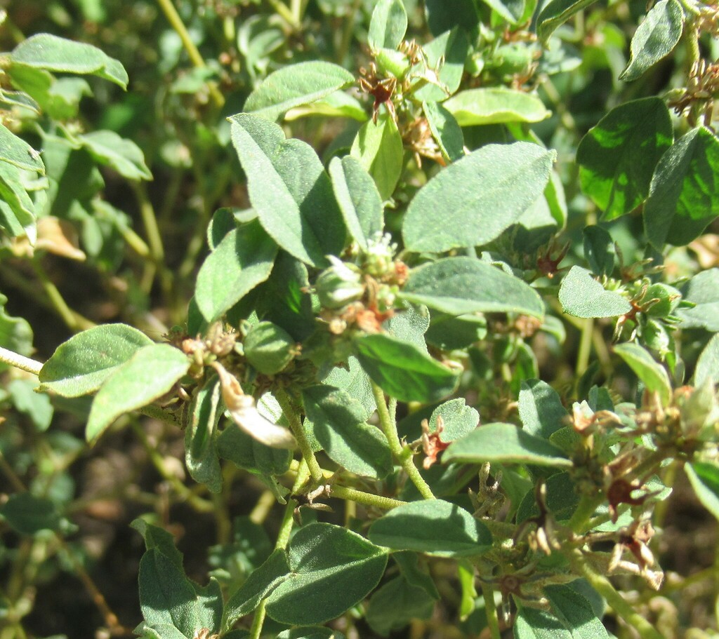 Prairie Tea from Meadows Center. San Marcos Spring Drive, San Marcos ...