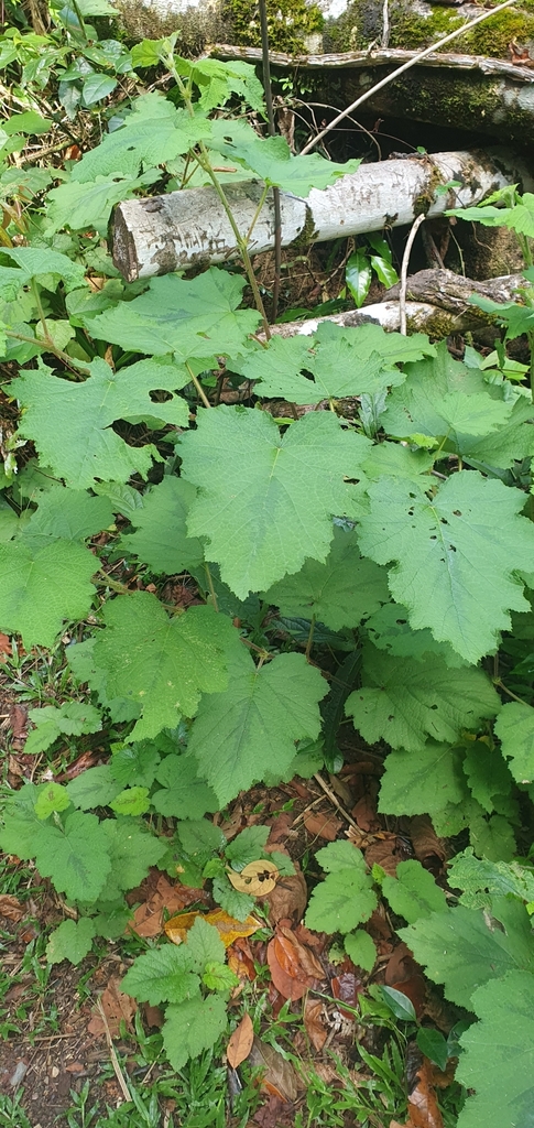 Giant bramble from Wooroonooran, Cairns - Pt B, AU-QL, AU on October 14 ...
