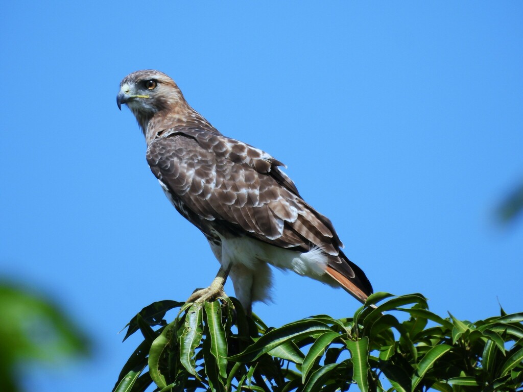 Jamaican Red-tailed Hawk from Hoyo Mulas, Carolina, 00985, Puerto Rico ...