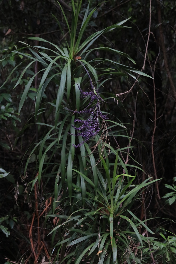 Slender Palm Lily from Ulong NSW 2450, Australia on October 11, 2024 at ...