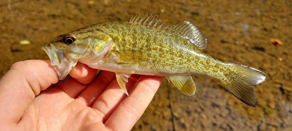 Smallmouth Bass in October 2024 by Calvin McDowell · iNaturalist