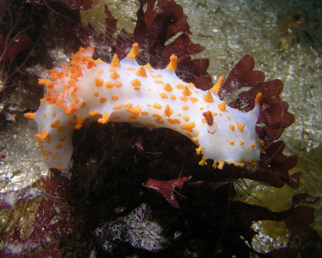 Clown Dorid (Nudibranchs and Other Sea Slugs of California) · iNaturalist