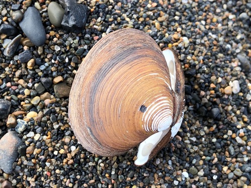 Boreal Astarte (Tridonta borealis) · iNaturalist