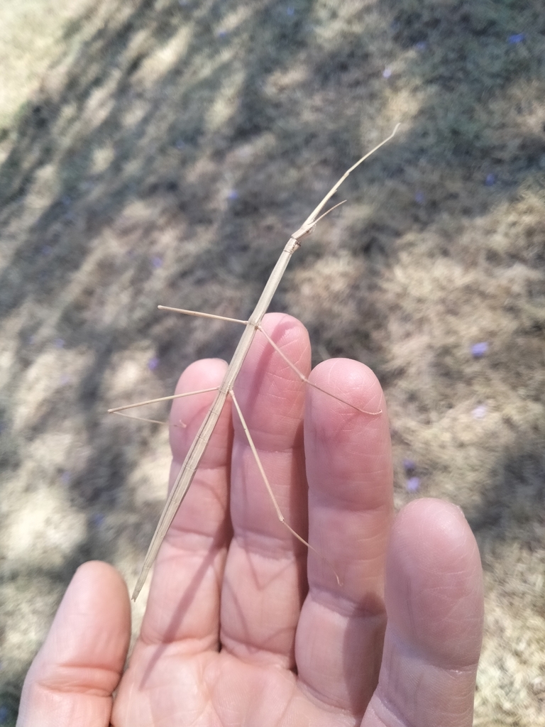 Denhama Grass Stick Insects from Karati, Kenya on October 14, 2024 at ...