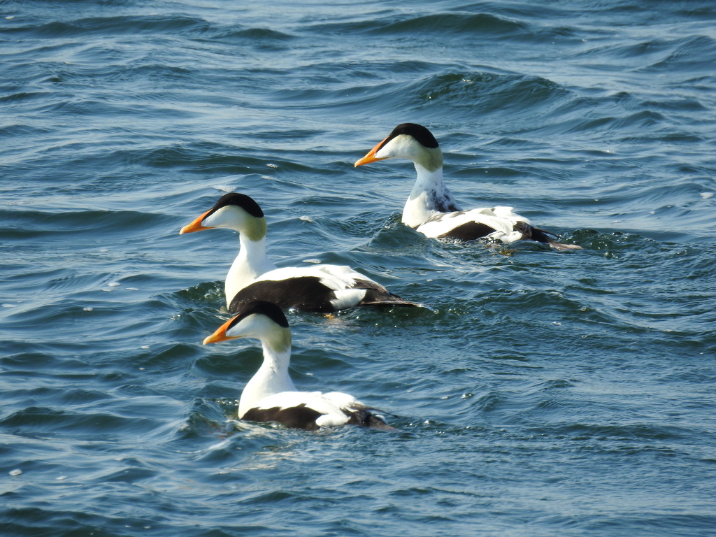 Pacific Common Eider (Somateria mollissima v-nigrum) - Avian Discovery