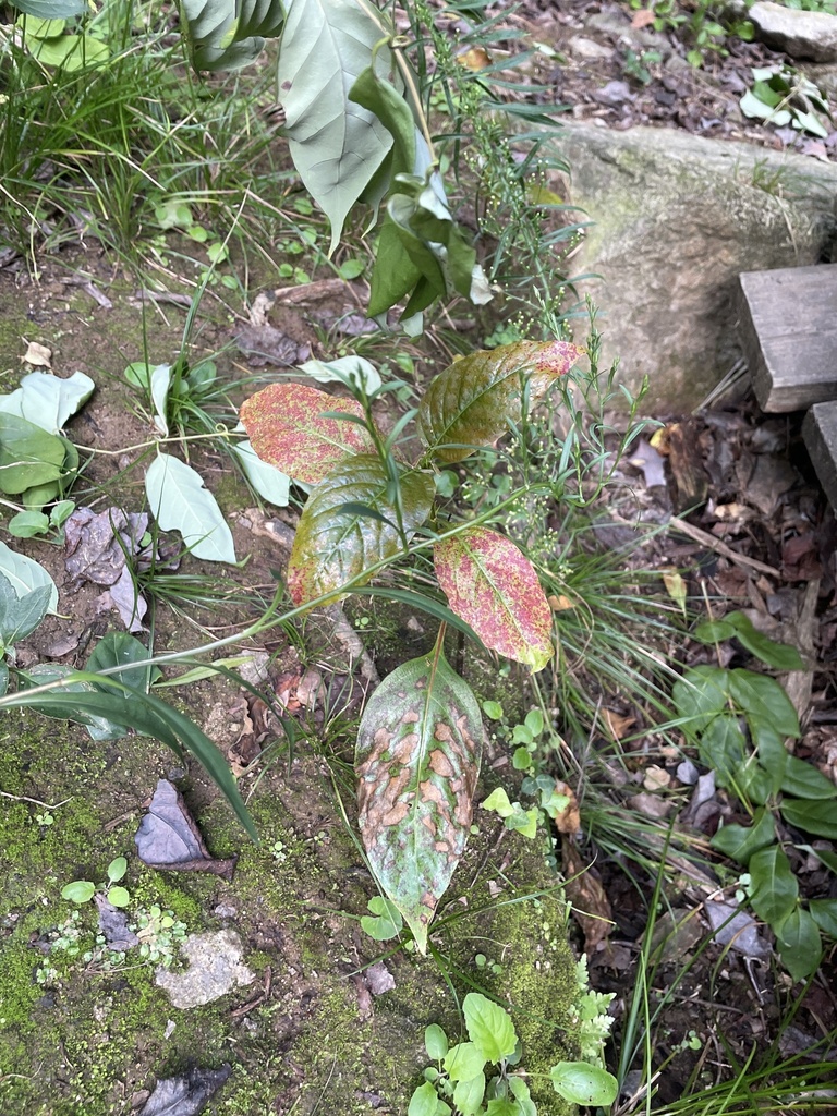 Fish Hook Vine from 舟山桃花岛风景旅游区, 舟山市, 浙江省, CN on October 13, 2024 at 02: ...
