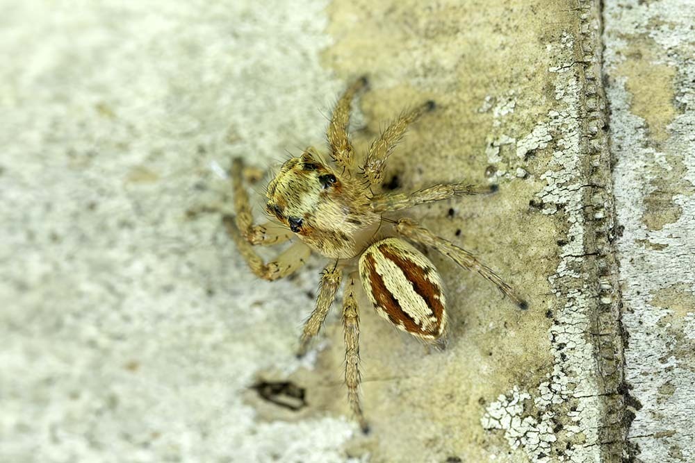 Plexippoides doenitzi from 日本、東京都多摩市鶴牧2丁目16 on October 13, 2024 at 11: ...