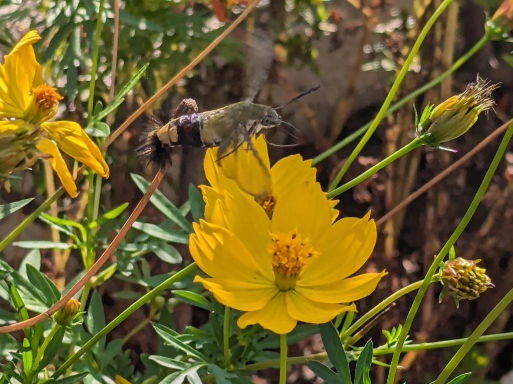 Cephonodes hylas hylas from 日本 〒146-0082 on October 14, 2024 at 02:39 ...