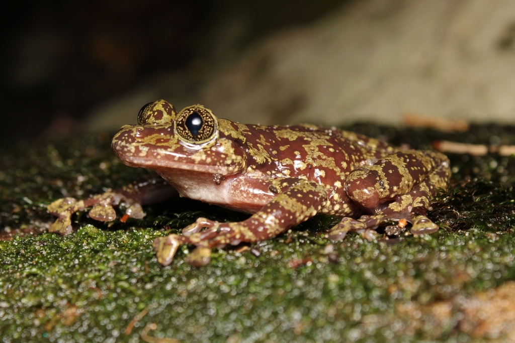 Table Mountain Ghost Frog in April 2023 by Calvin Ndlovu · iNaturalist