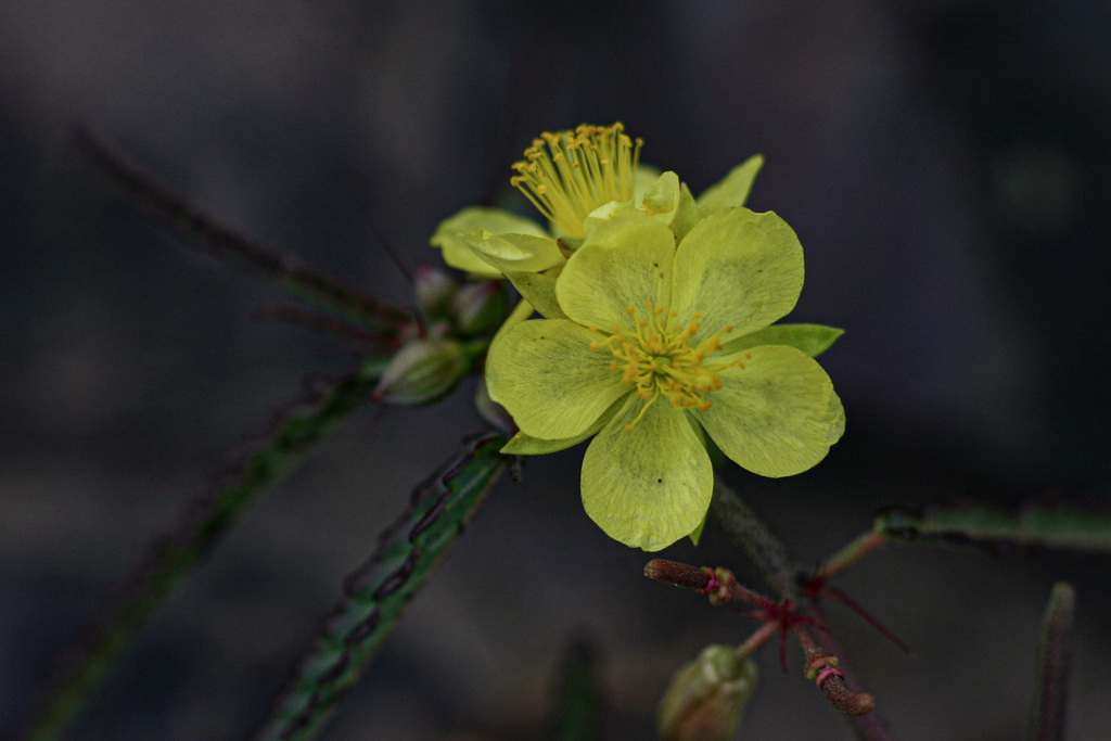 Gusha from Malilangwe Wildlife Reserve, Chiredzi, Zimbabwe on February ...