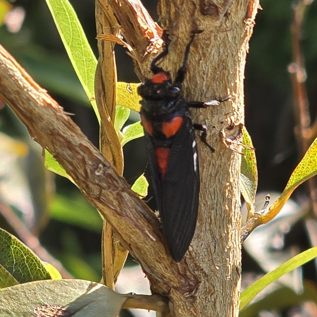 Black and scarlet cicada from Mui Wo, Hong Kong on October 13, 2024 at ...