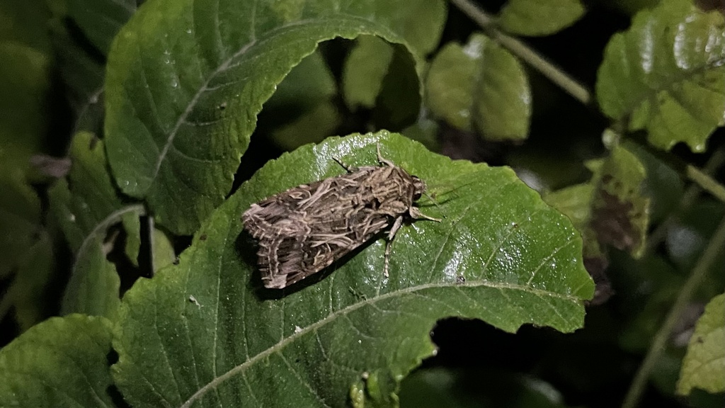 Oriental leafworm moth in October 2024 by tofuinsect · iNaturalist