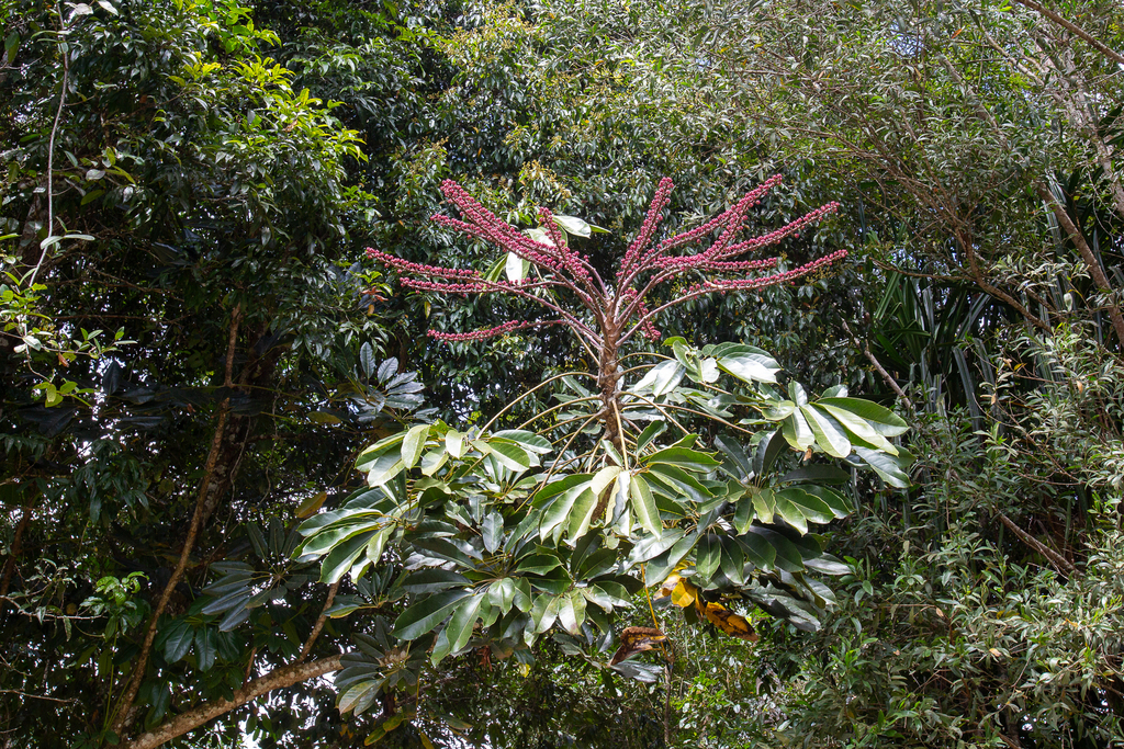 Australian Umbrella Tree from Lake Eacham, QLD on October 08, 2024 at ...
