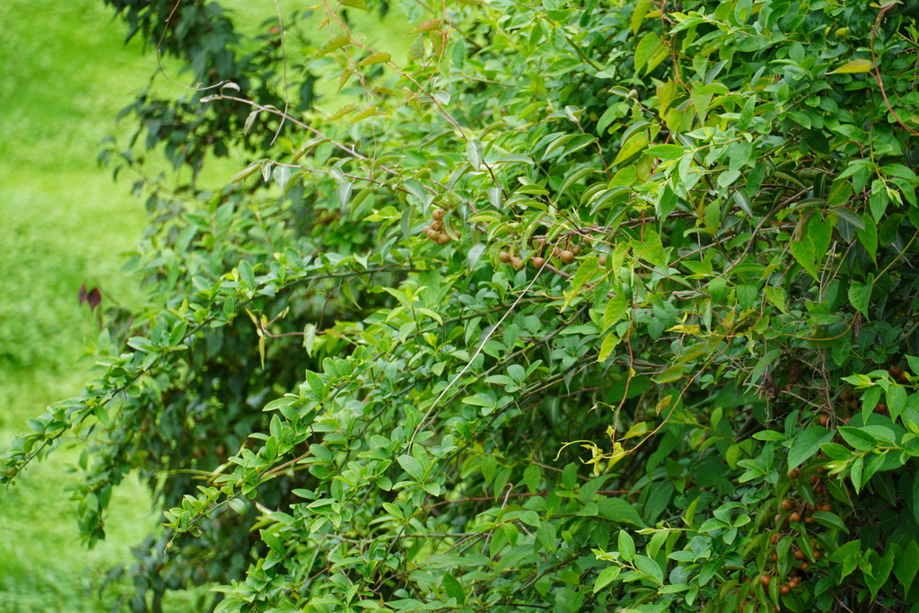 Himalayan Pear from 中国云南省昆明市富民县 on July 11, 2024 at 03:09 PM by ...