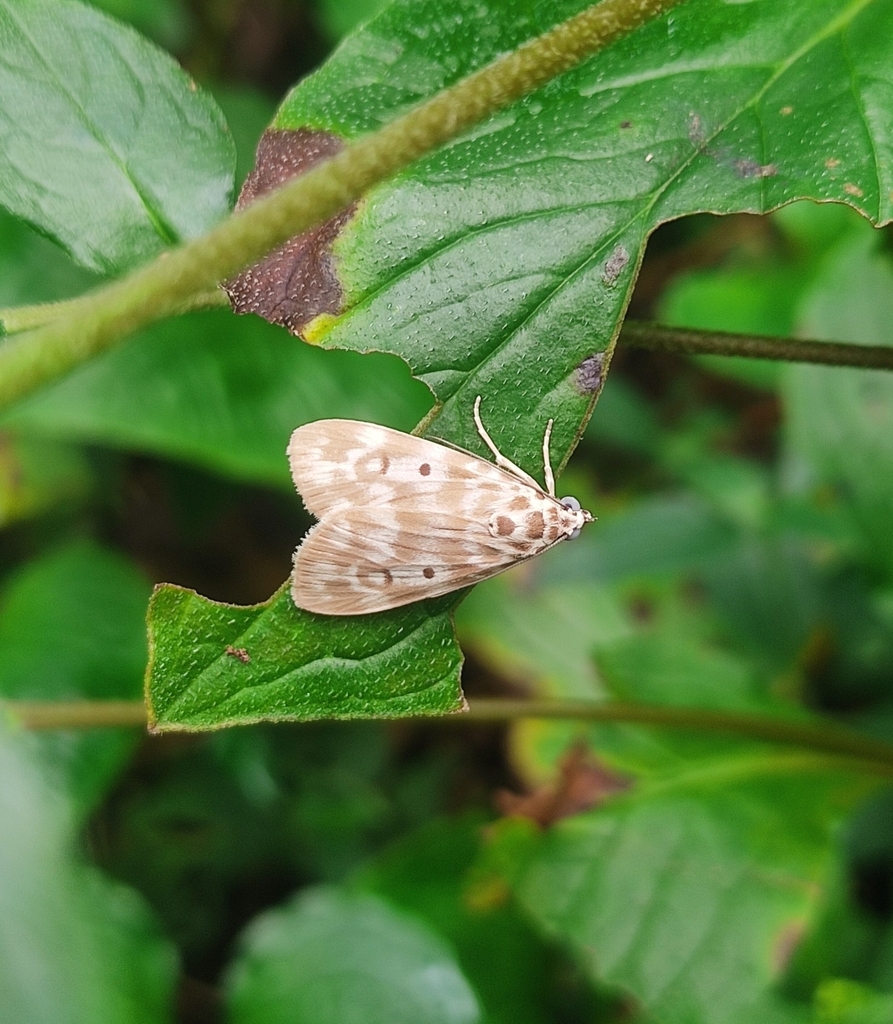 Carissa Tiger Moth from Mumbai, Maharashtra 400101, India on October 13 ...