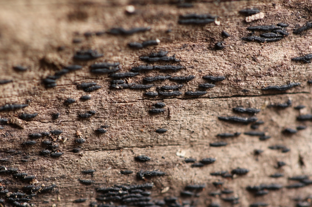 Psiloglonium stygium from Mooney Mooney NSW 2083, Australia on October ...