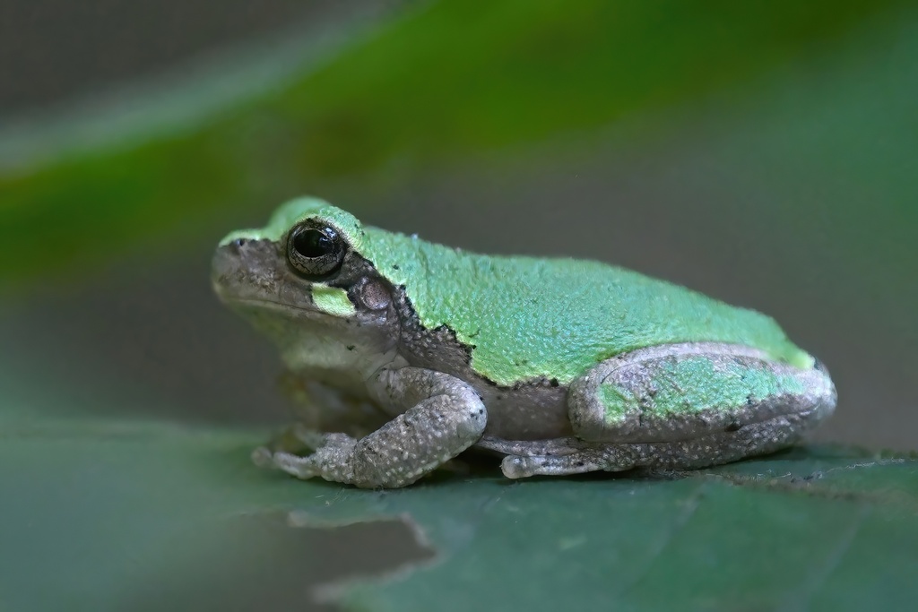 Bird-voiced Treefrog in October 2024 by edporopat · iNaturalist