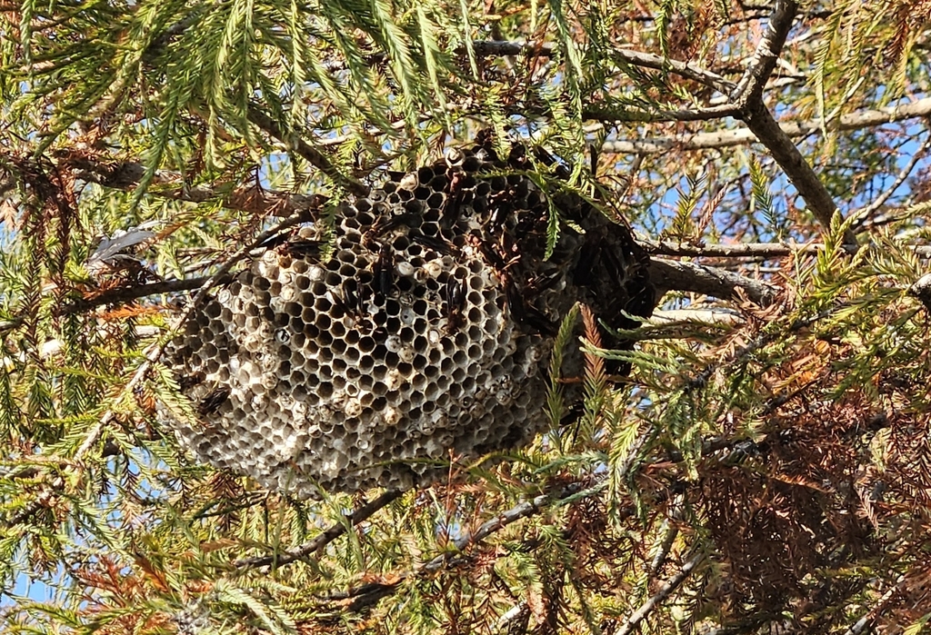 Ringed Paper Wasp from Chapel Hill, NC 27516, USA on October 12, 2024 ...