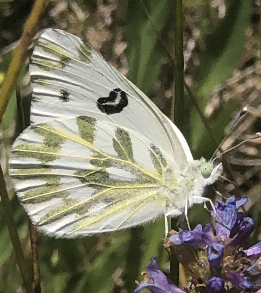 Becker's White (Butterflies / Moths of Highline Lake State Park ...