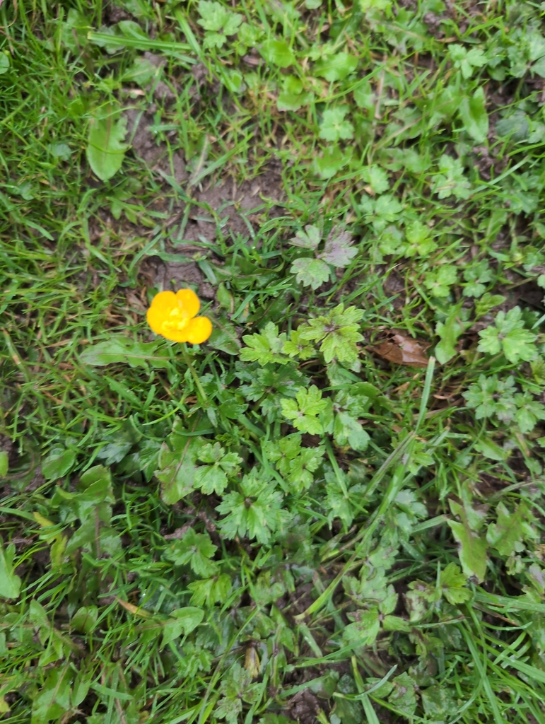 Creeping buttercup from Upton, Chester CH2, UK on 26 September, 2024 at ...