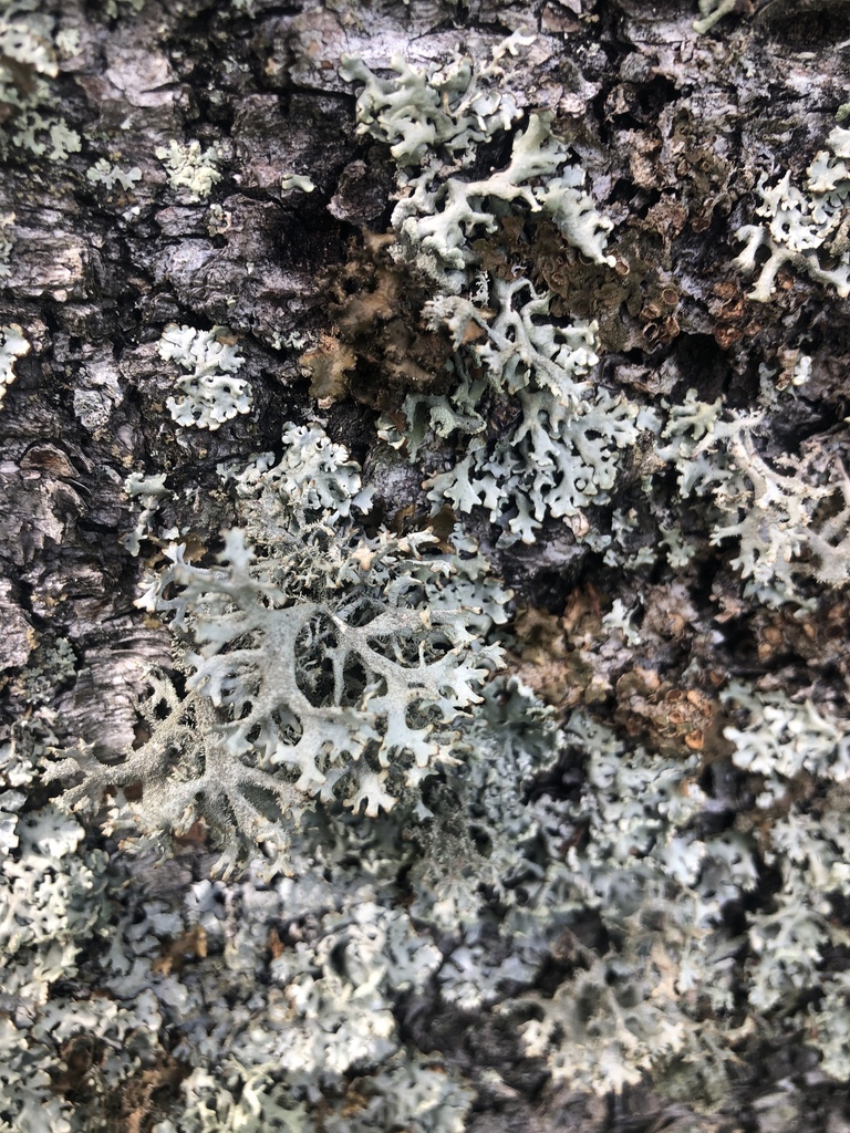 tree moss from Museumsvegen, Gardermoen, Akershus, NO on June 24, 2019 ...