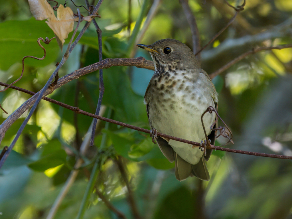 Gray-cheeked Thrush from Dauphin Island, AL, USA on October 12, 2024 at ...