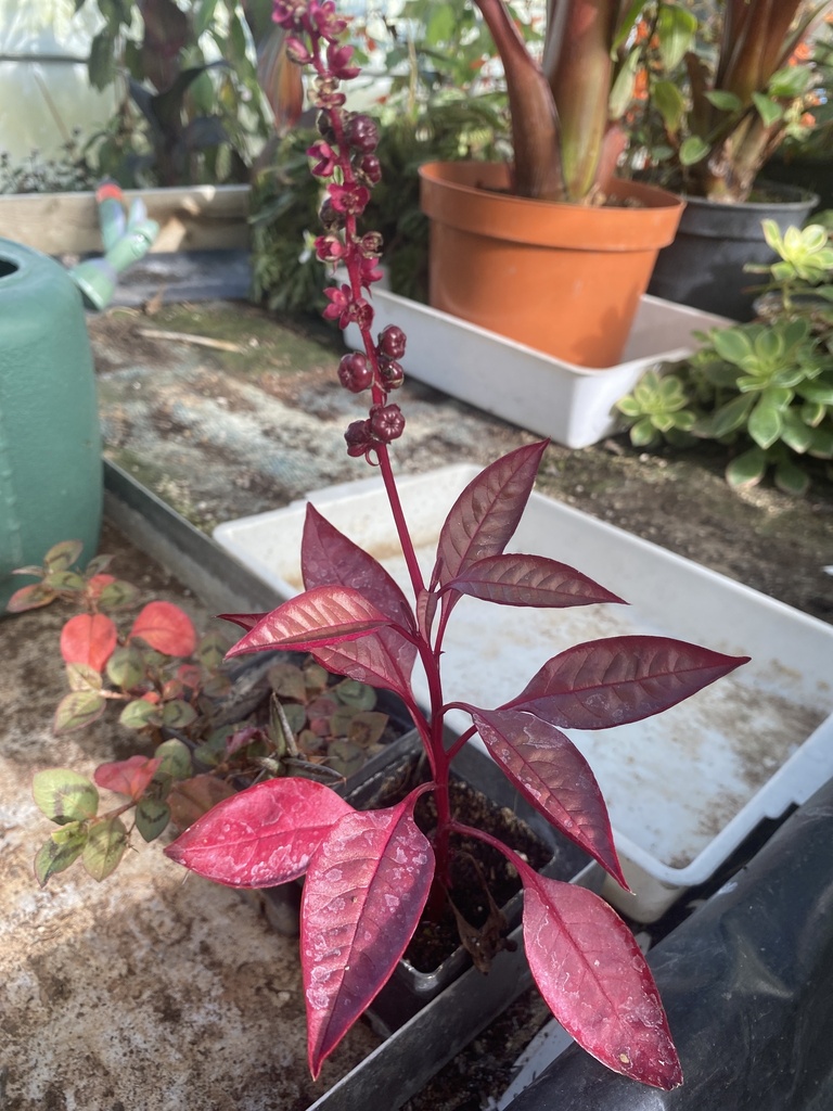 dicots from University of Hull Botanic & Experimental Garden ...