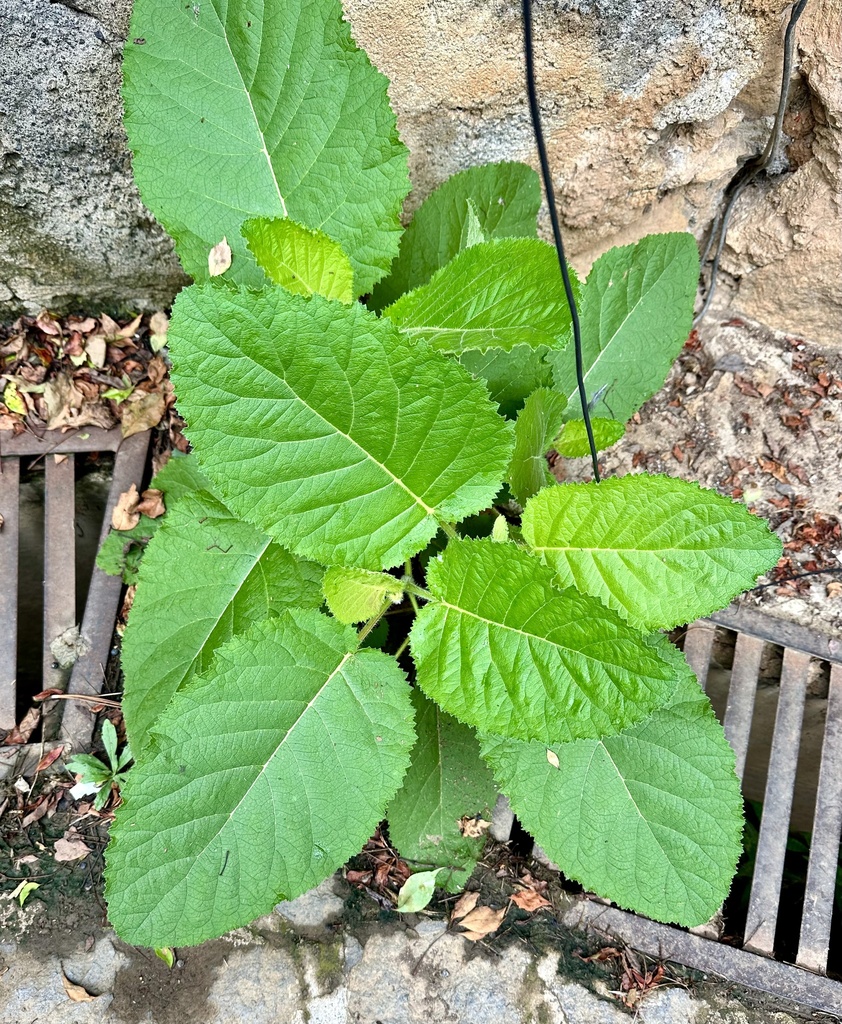 Chichicastle manso desde José María Morelos y Pavón, Valle de Bravo ...
