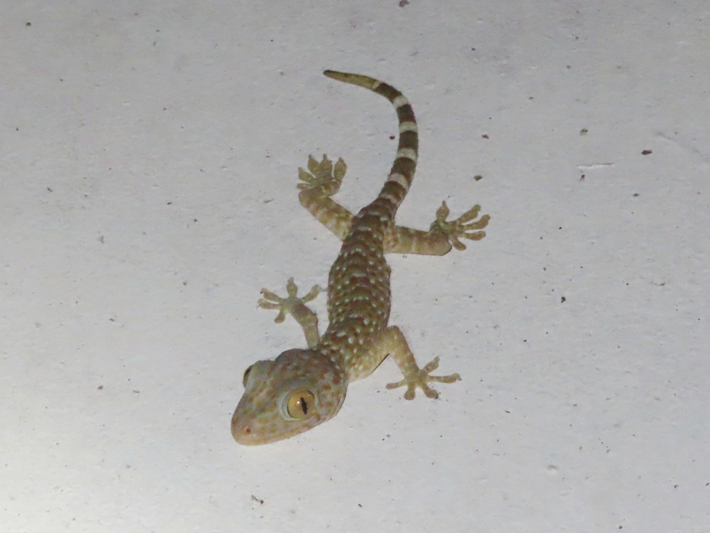 Tokay Gecko from Iloilo City, Iloilo, Philippines on October 14, 2024 ...