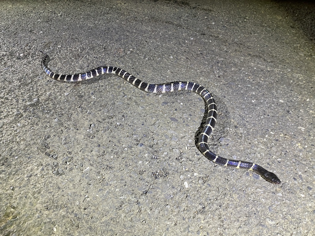 Many-banded Krait from 臺灣島, 冬山鄉, ILA, TW on October 14, 2024 at 07:17 ...