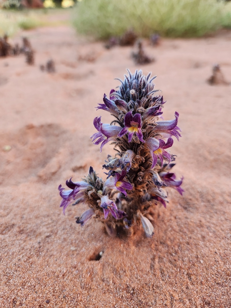 desert broomrape from Chinle, AZ 86503, USA on October 13, 2024 at 09: ...
