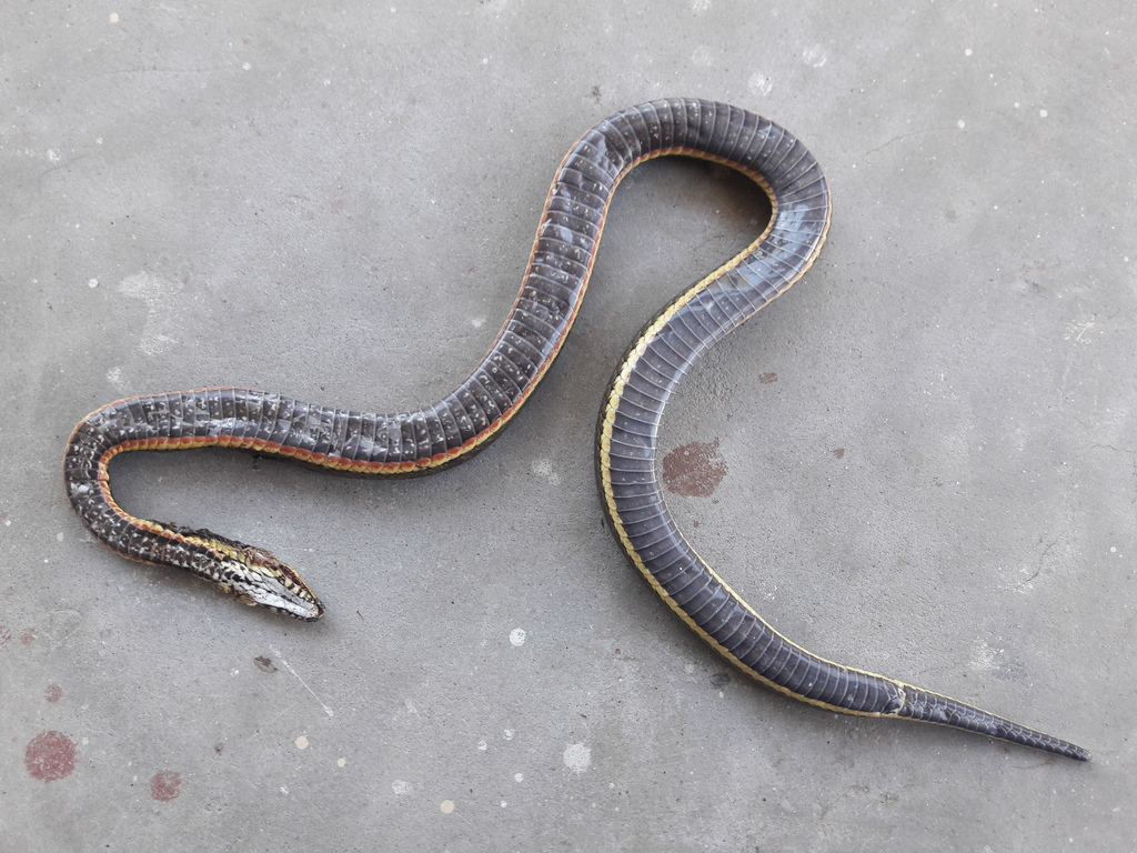Painted Keelback from Sunsari, Nepal on December 21, 2021 at 10:21 AM ...