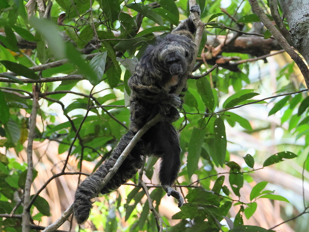 Pithecia Mittermeieri: The New Amazonian Monkey that Stunned Scientists ...
