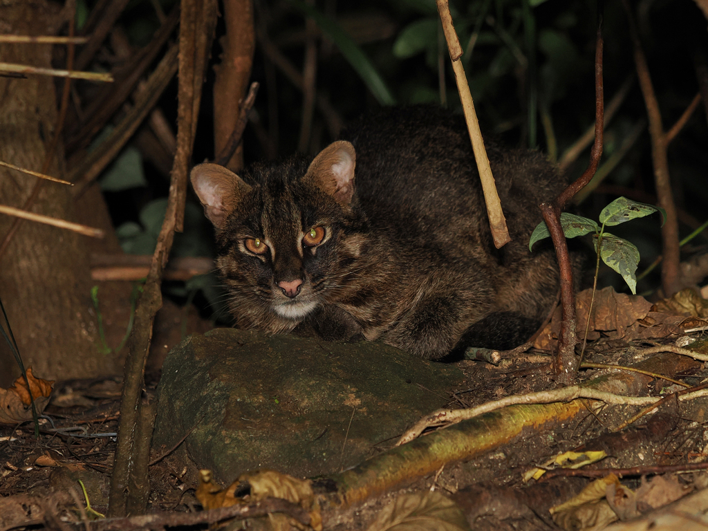 Iriomote Cat (Prionailurus bengalensis iriomotensis) - Know Your Mammals