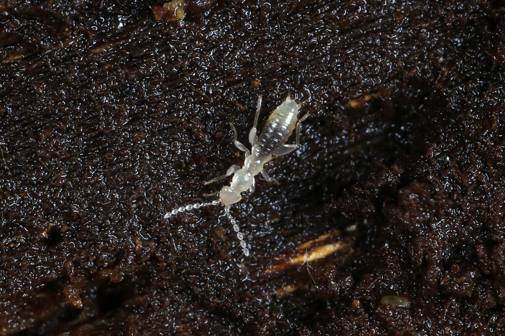 Angel Insects from 马达加斯加岛伊法纳迪亚纳 on February 4, 2024 at 02:56 PM by 昆虫学 ...