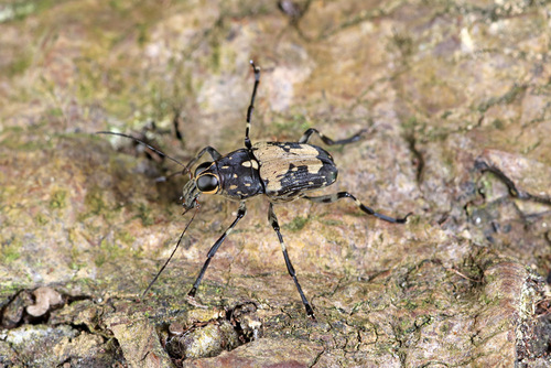 Litocerus dorsalis · iNaturalist