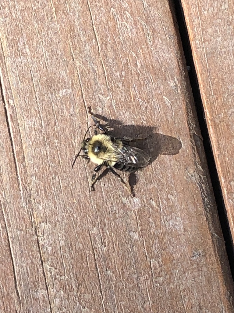 Common Eastern Bumble Bee from Franklin St, Omaha, NE, US on October 14 ...
